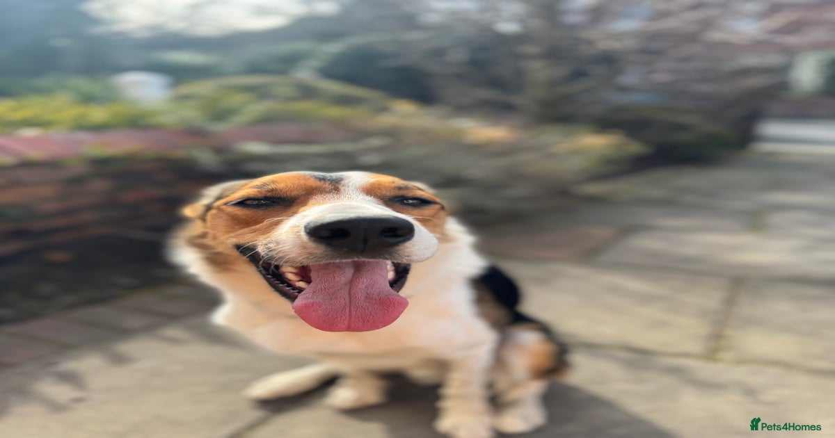 Milo border collie for sale in Liverpool | Pets4Homes