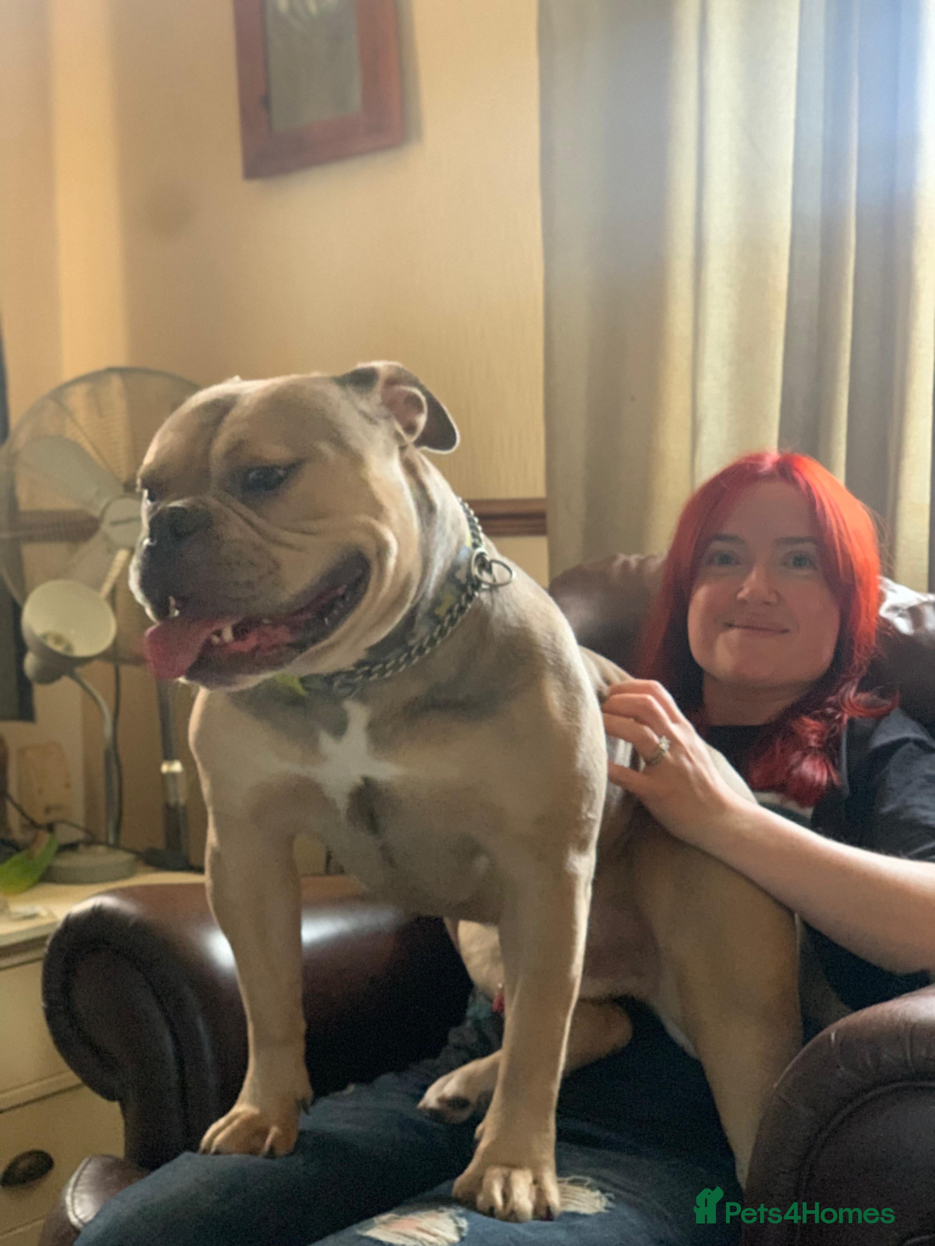 BEAUTIFUL OEB BOY!! (NOT FREE) for sale in Stourbridge | Pets4Homes