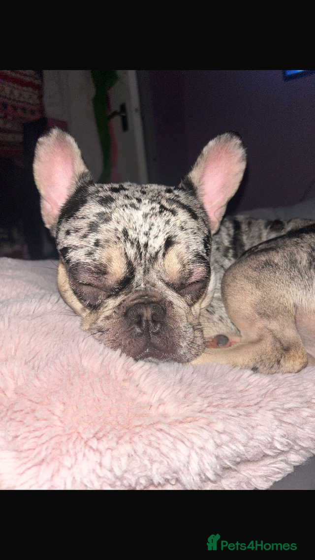 Female French bulldog for sale in Chigwell | Pets4Homes