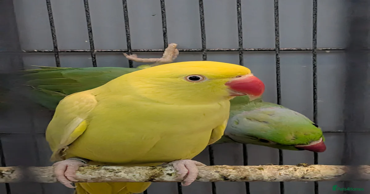 Birds for sale | Pets4Homes