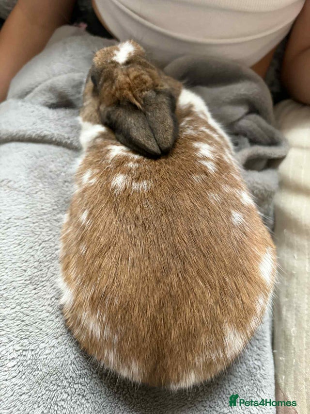 Male rabbit for sale for sale in Camberley | Pets4Homes