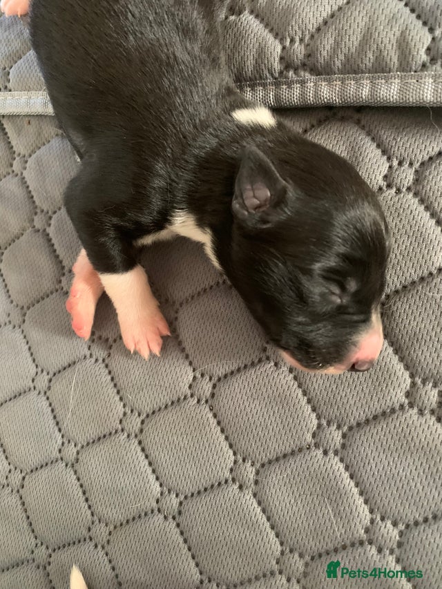 Pure Border Collie pups for sale in Derby | Pets4Homes