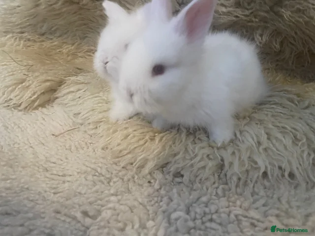 Mini lionhead lop teddy widder cross 2 AVAILABLE for sale in Norwich ...