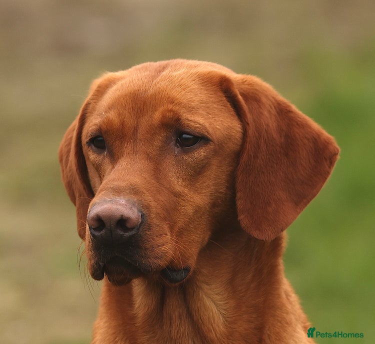 Sproodle Dogs Breed - Information, Temperament, Size & Price | Pets4Homes