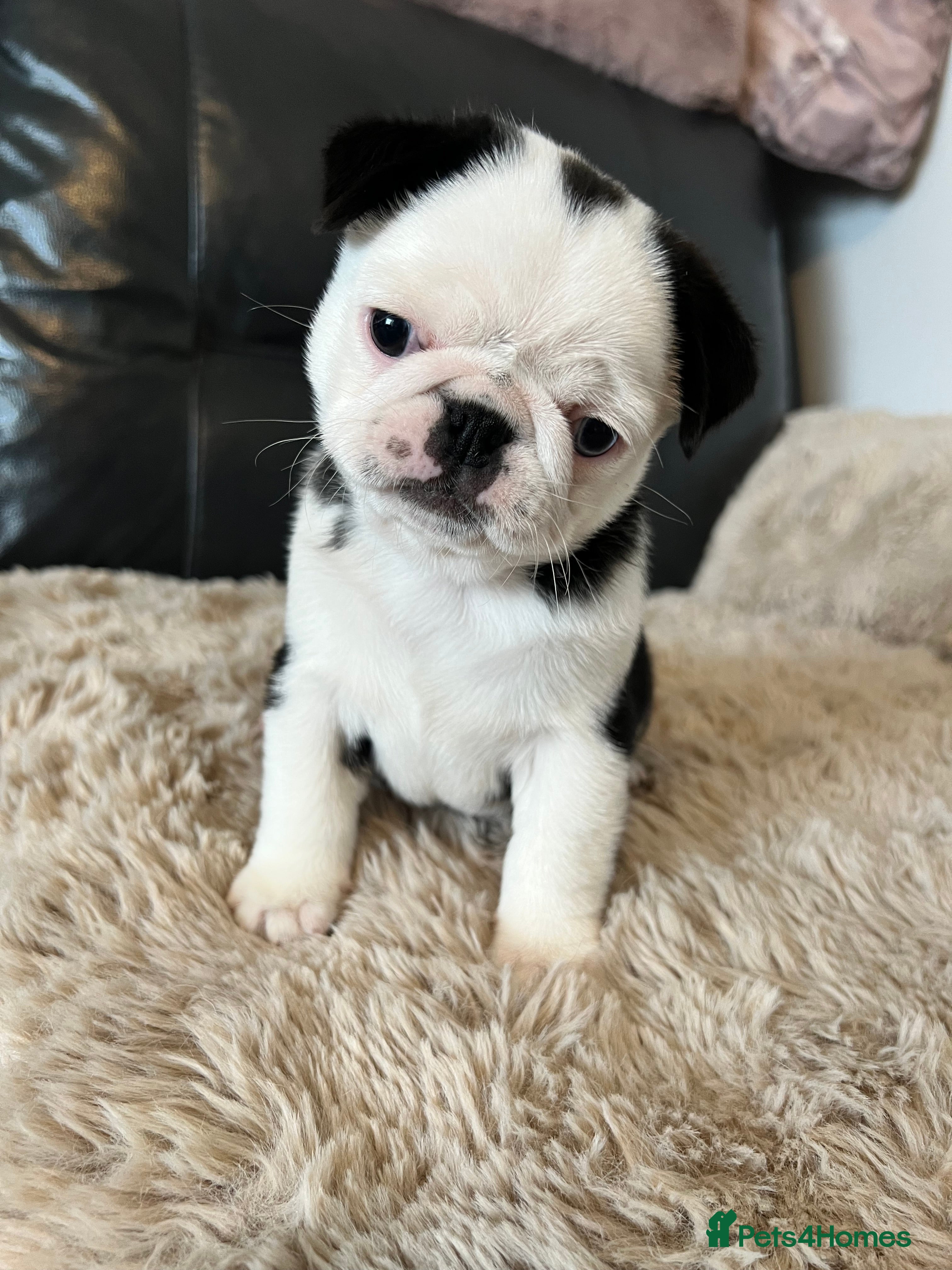 Kc panda pug male for sale in Bury | Pets4Homes