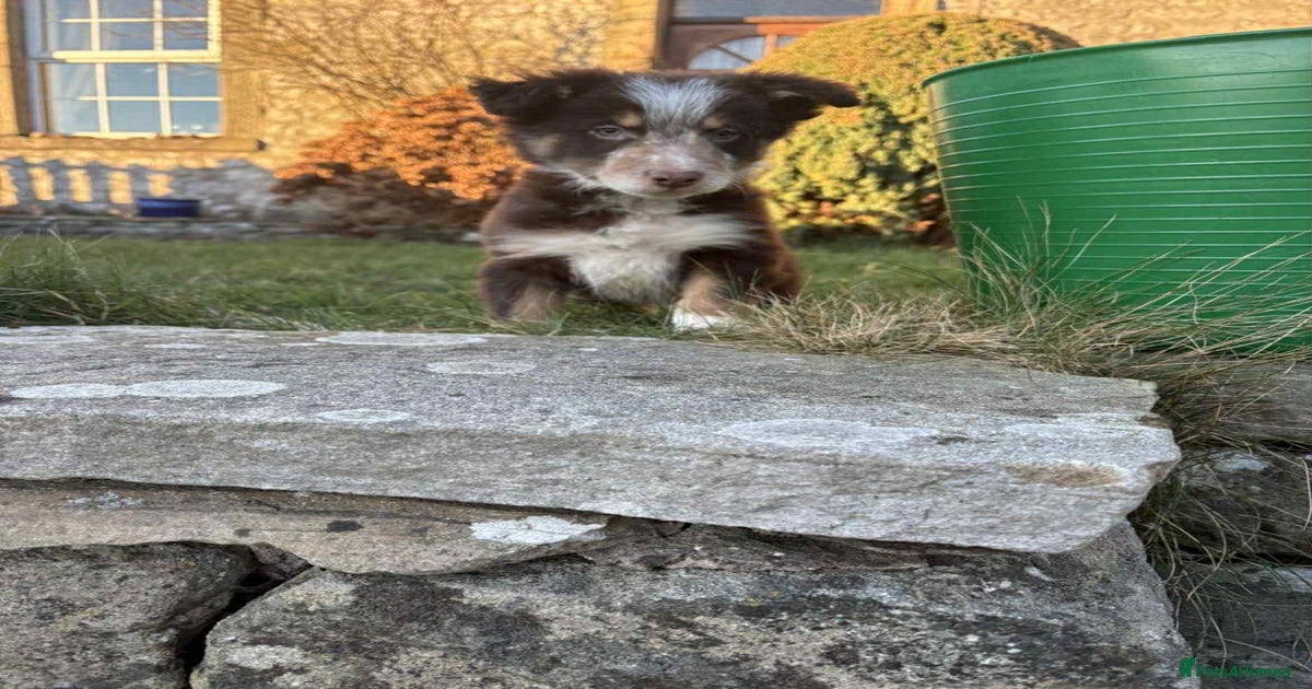 Red border collie pups for sale in Lancaster | Pets4Homes