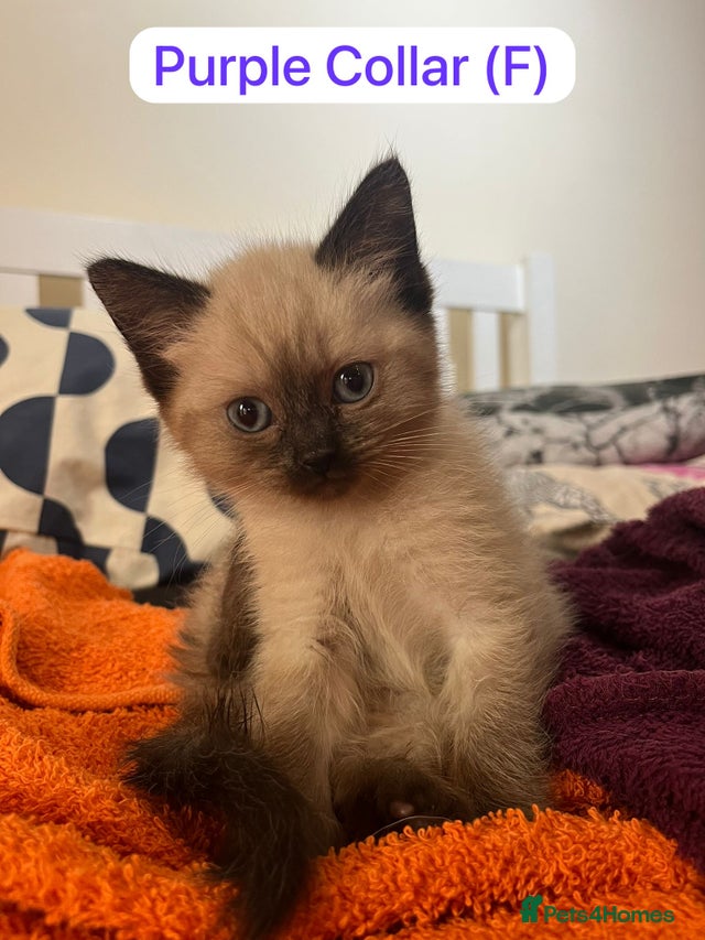 Championship Bloodline Ragdoll Kittens for sale in Isleworth | Pets4Homes