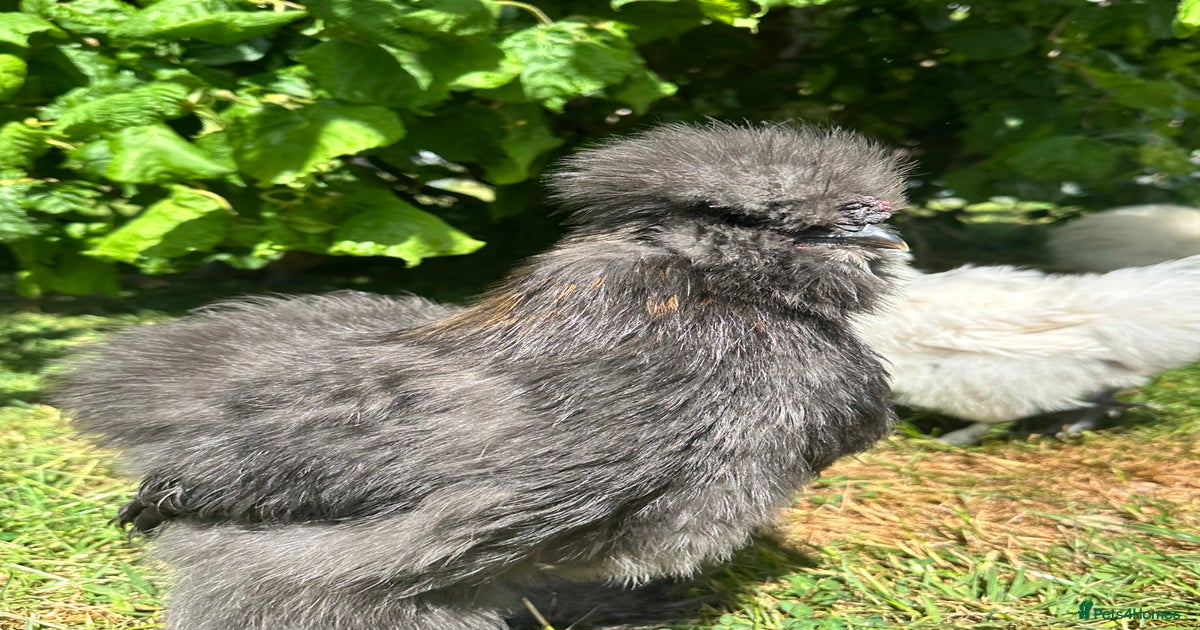 2 grey silkie roo’s & 1 white silkie cross for sale in Reading | Pets4Homes