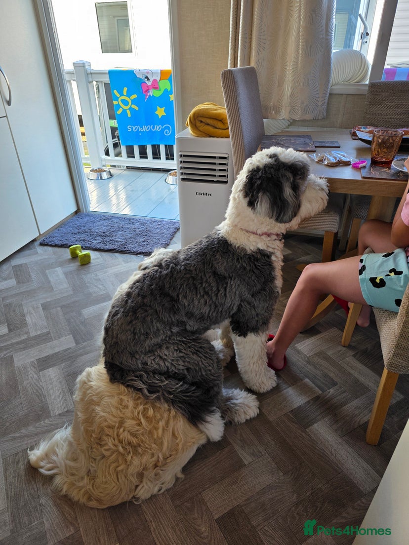 Old english sheepdog male for sale in Doncaster | Pets4Homes