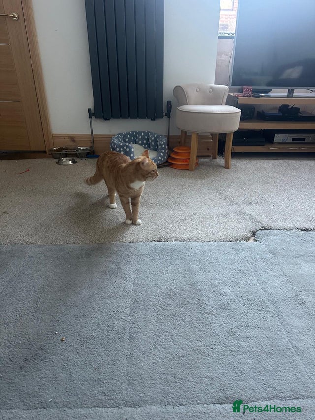 Beautiful British Shorthair–Type Ginger/White Cat for sale in Preston ...