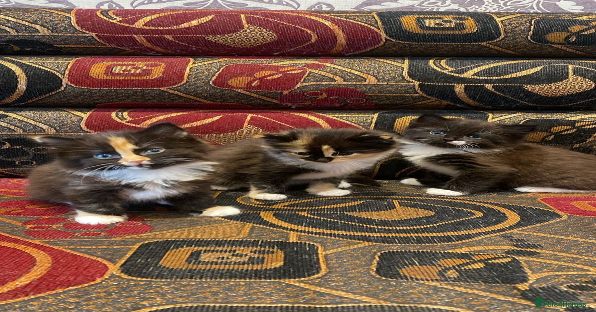shorthair kittens for sale in London | Pets4Homes