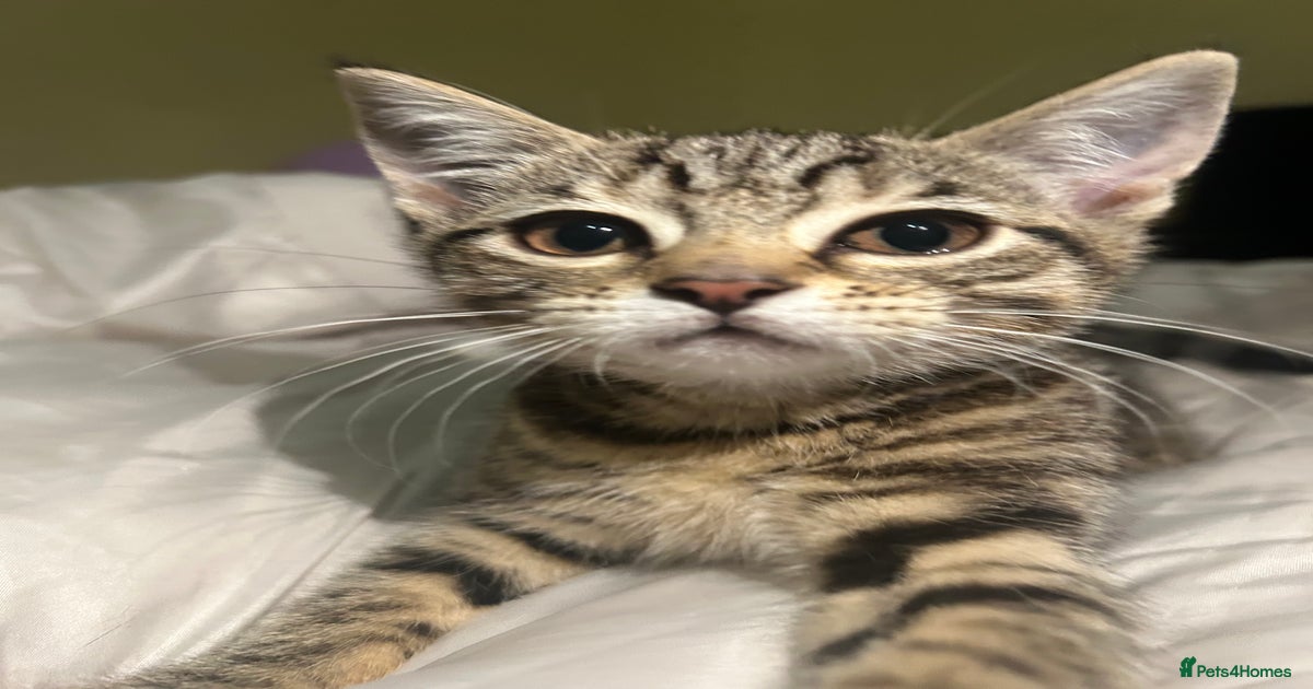 3 beautiful toyger cat girls ready for sale for sale in Bradford ...