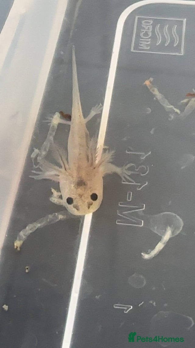Rare Baby Lavender and wild type axolotl for sale in Telford | Pets4Homes