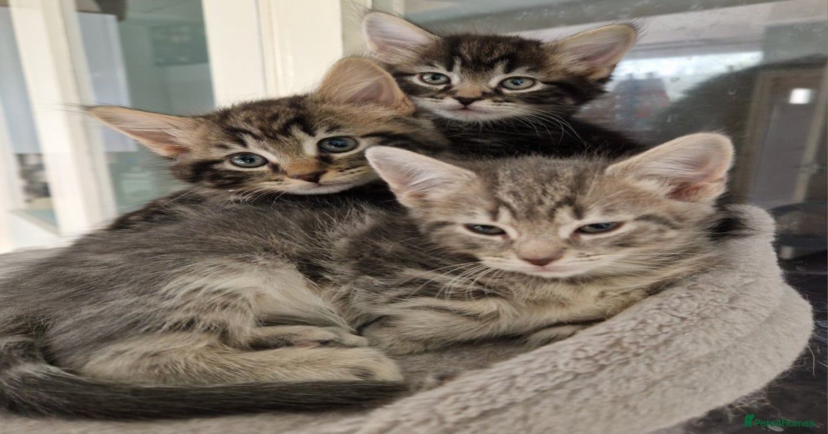 Stunning Fluffy Tabbies Kittens for sale in Sheffield | Pets4Homes