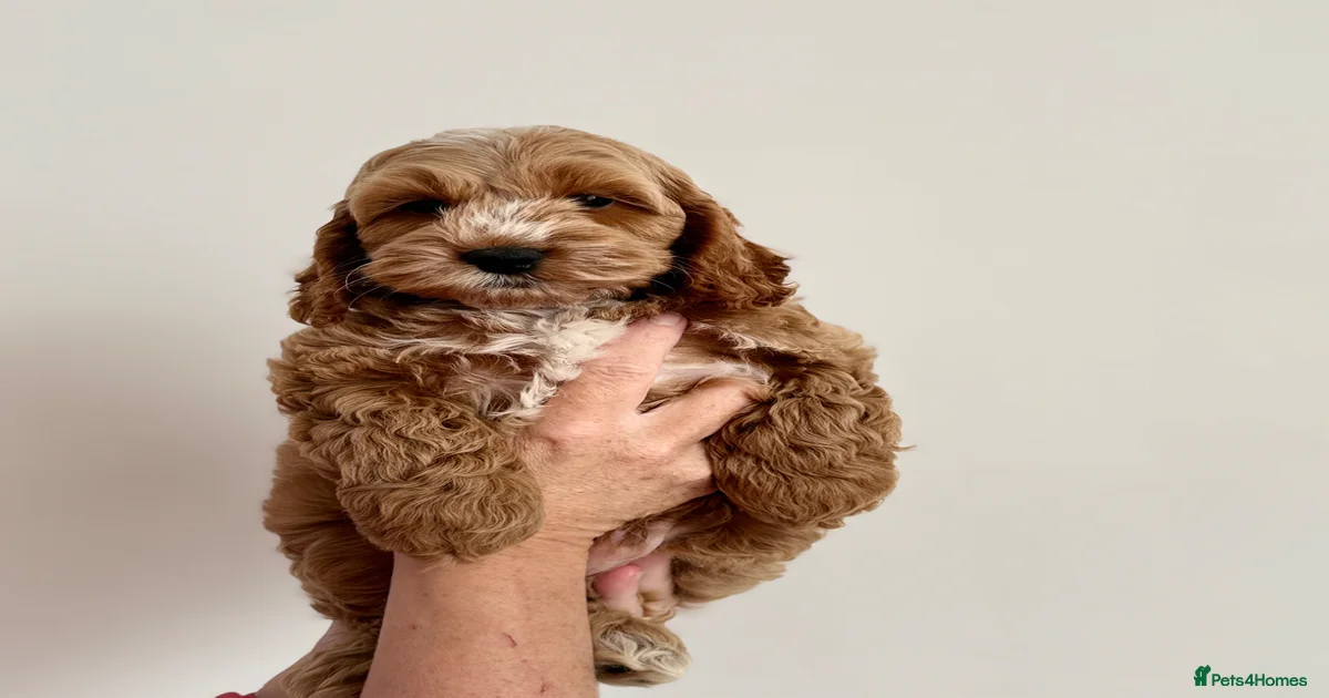 Cockapoo Puppies for sale | Pets4Homes