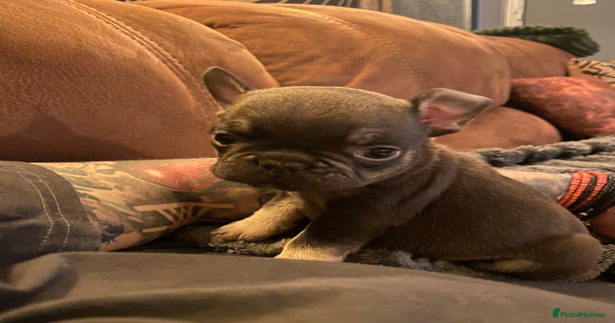 Beautiful chocolate girl for sale in Liverpool | Pets4Homes