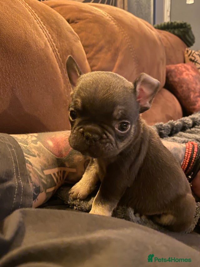 Beautiful chocolate girl for sale in Liverpool | Pets4Homes