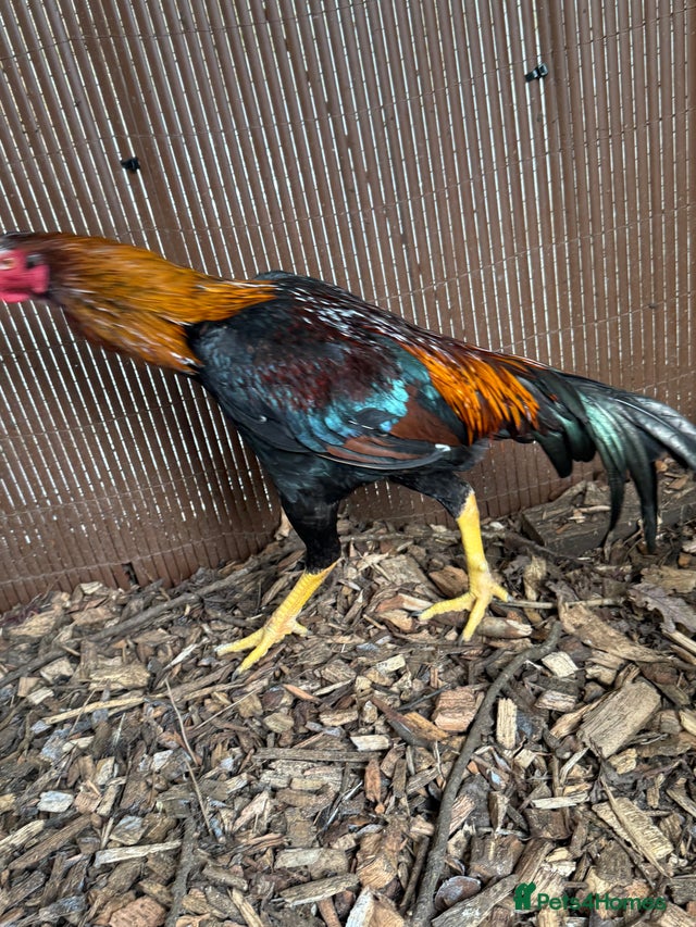 Oshamo stag and 3 hens young POL for sale in King's Lynn | Pets4Homes