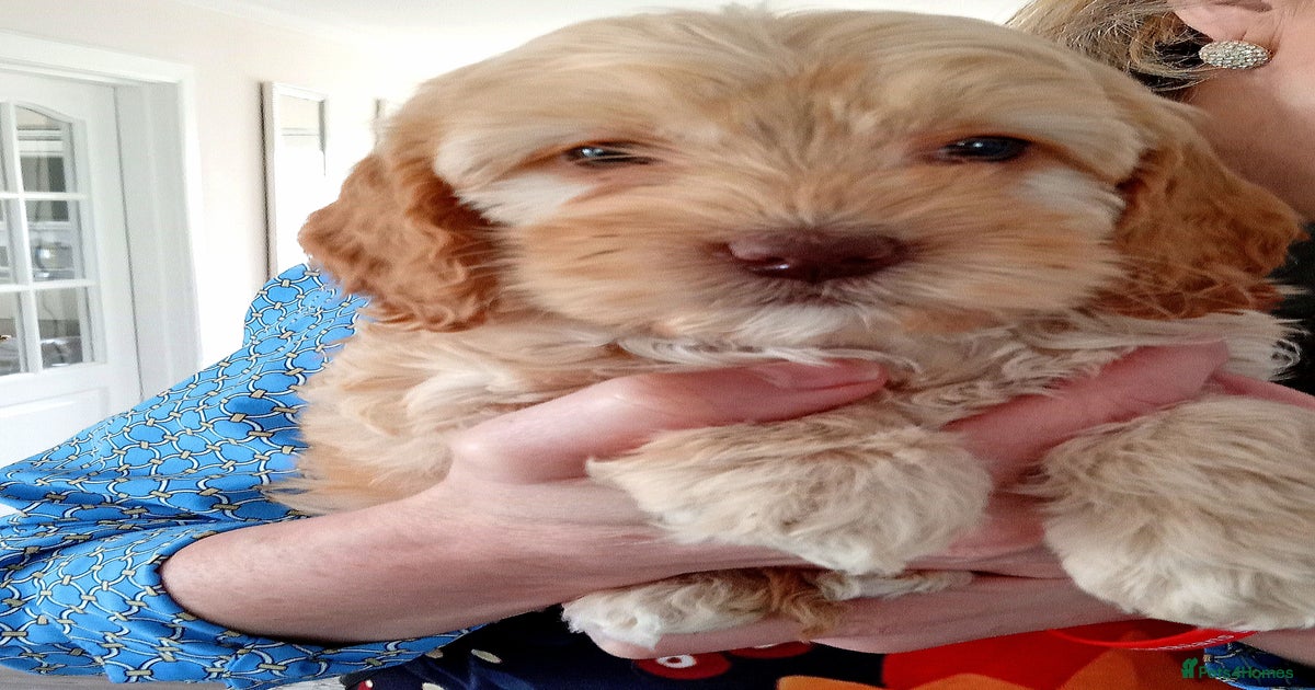 Cockapoos f1:show) apricot boy♥️ for sale in | Pets4Homes