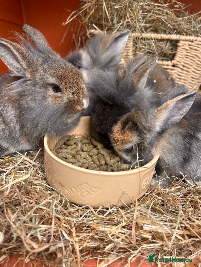 Baby rabbits for sale in Bristol | Pets4Homes