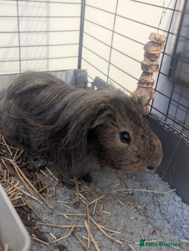 2 male guinea pigs for sale in Doncaster | Pets4Homes