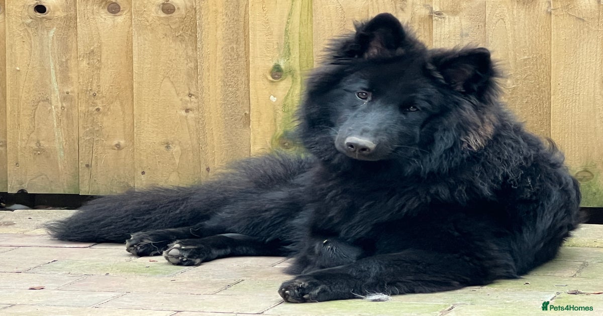 Samoyed (Cross) Available at Stud for stud in Skipton | Pets4Homes