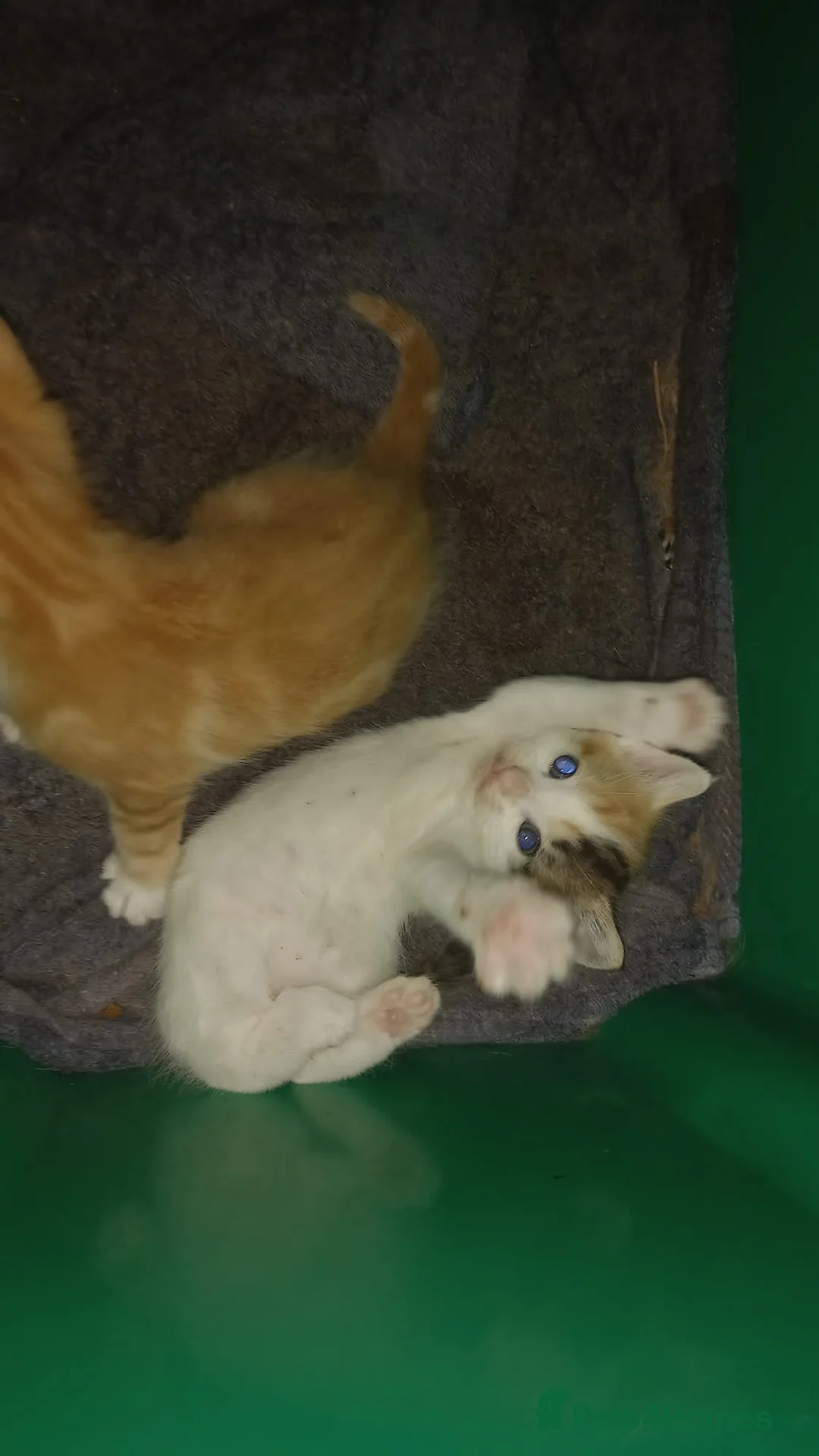 2 kittens for sale in Chatham | Pets4Homes