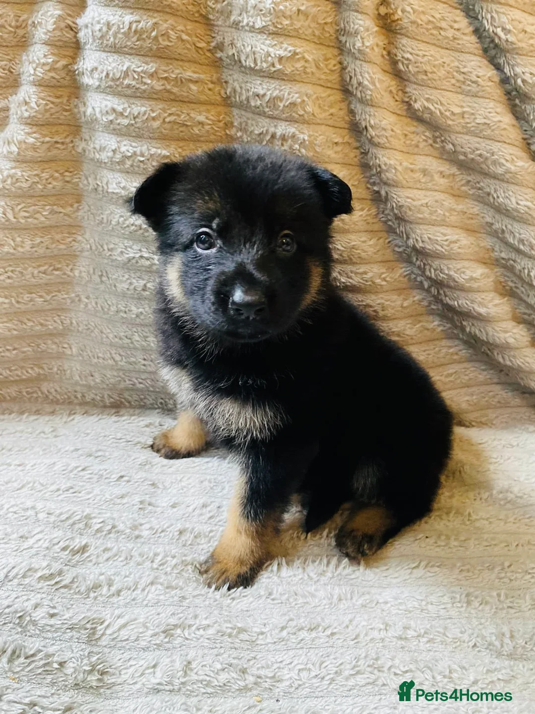 German Shepherd Puppies for sale in Derby | Pets4Homes