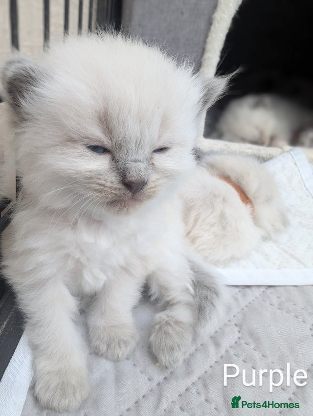Ragdoll - home reared kittens for sale in Worcester | Pets4Homes