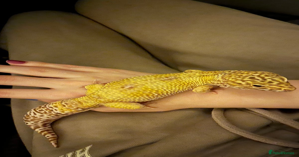 2 year old adult leopard gecko for sale in Sittingbourne | Pets4Homes