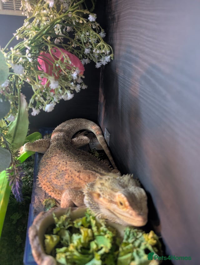 Bearded dragon for sale in Bury Saint Edmunds | Pets4Homes