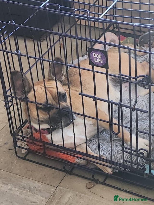 Frenchie x jack Russell my name is rudy for sale in Wolverhampton ...