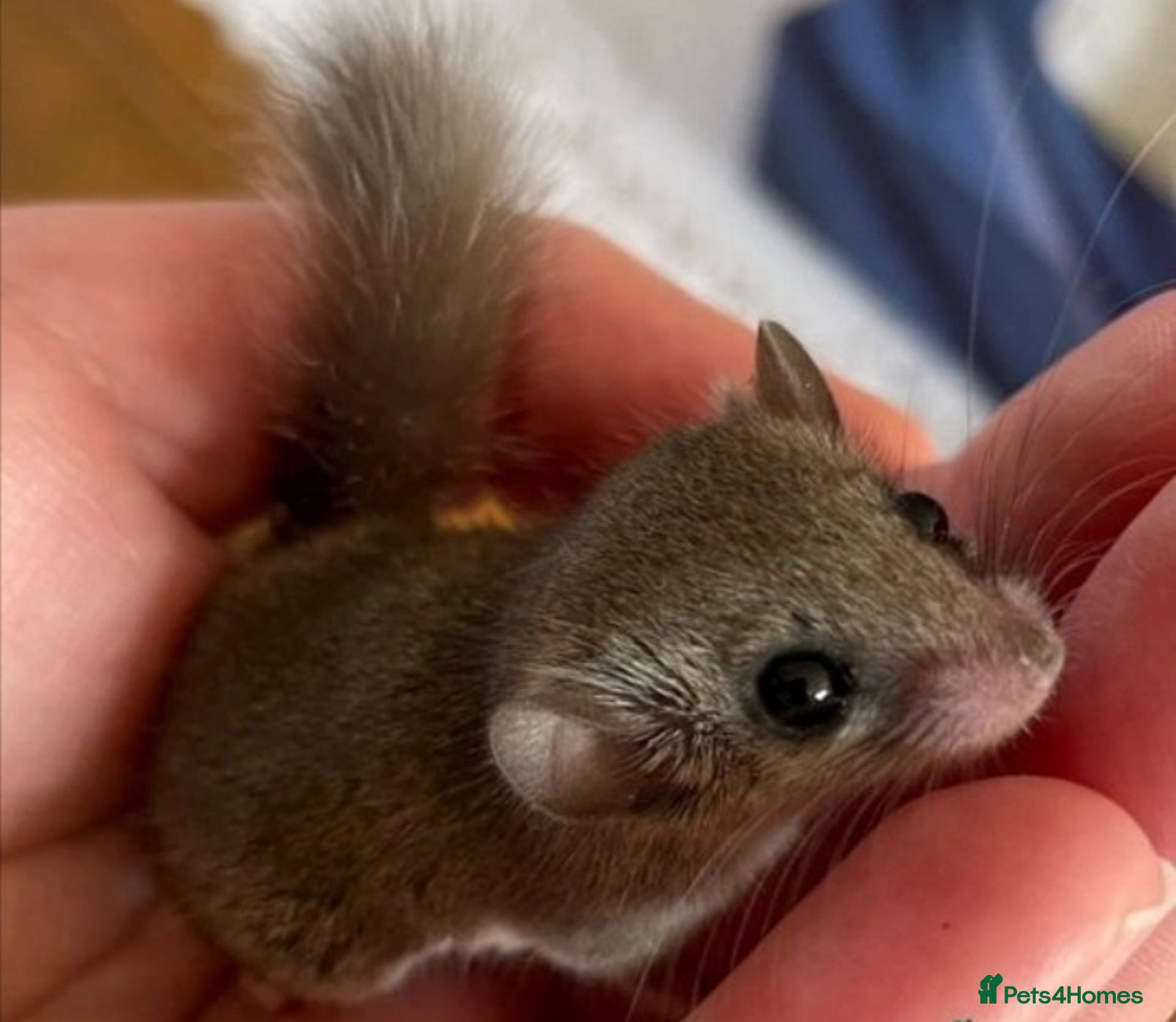 Mouse rodents for sale | Pets4Homes