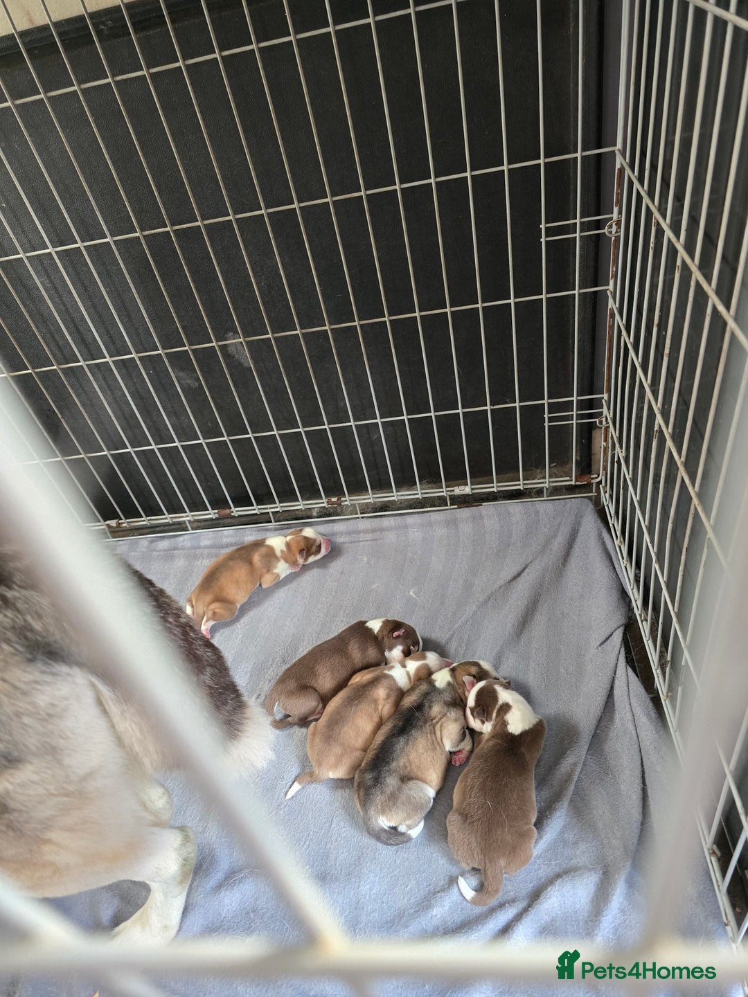 5 Husky puppies for sale in Ilkeston | Pets4Homes