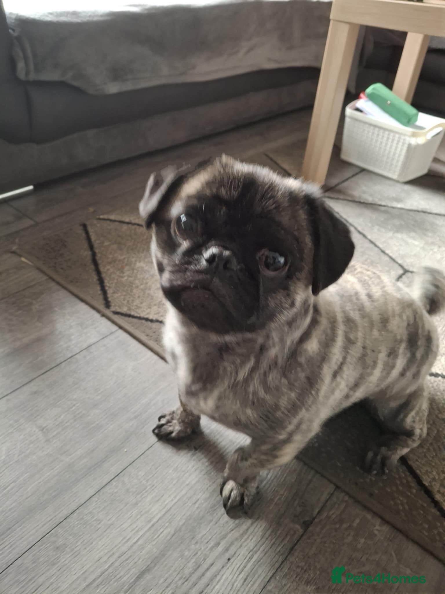 Pug cross shih tzu for sale in Doncaster | Pets4Homes