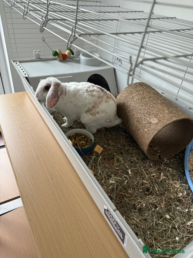 8/9 month rabbit for sale in Maidstone | Pets4Homes