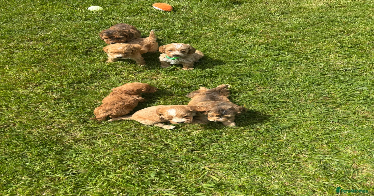 Cockapoo Puppies for sale | Pets4Homes