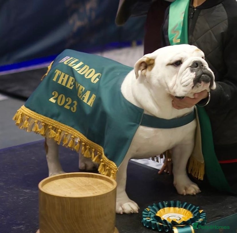 Rosebull Show Bulldogs | Pets4Homes