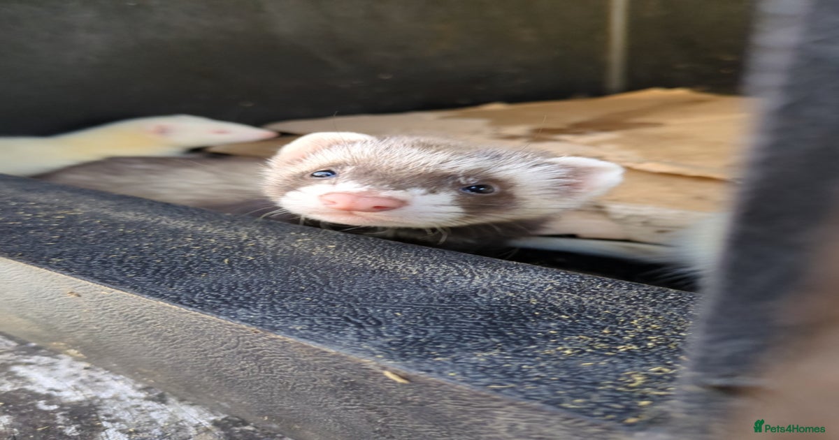 1 Hob kit 9 week old for sale in Sheffield | Pets4Homes