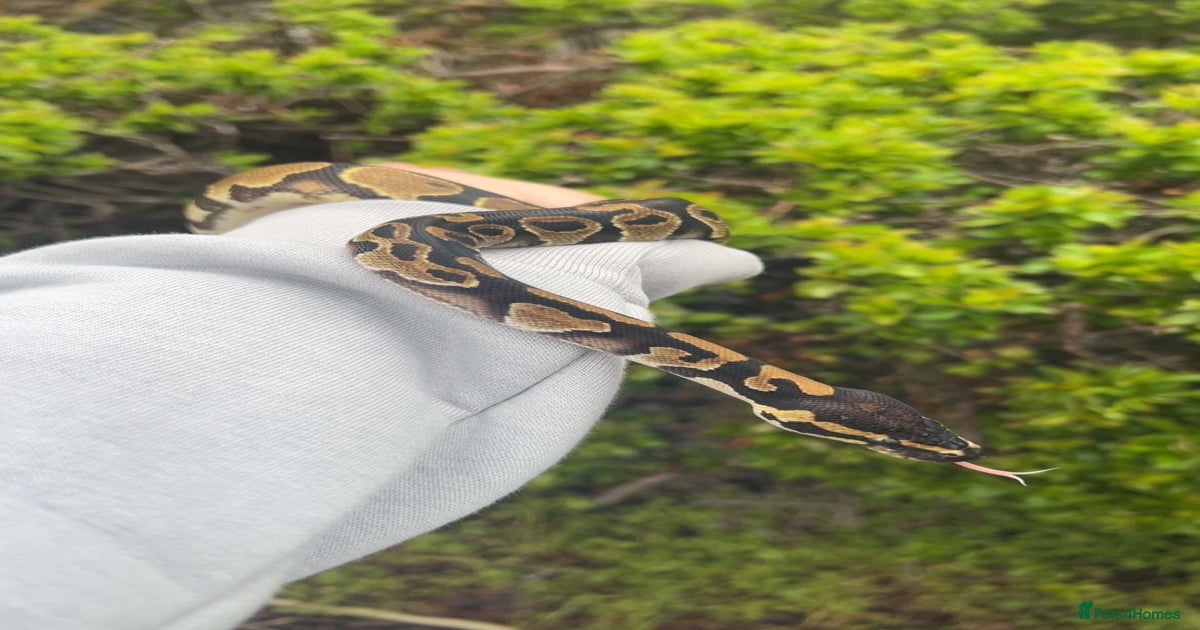 1.0 Classic Royal Ball Python Male for sale in Peterborough | Pets4Homes