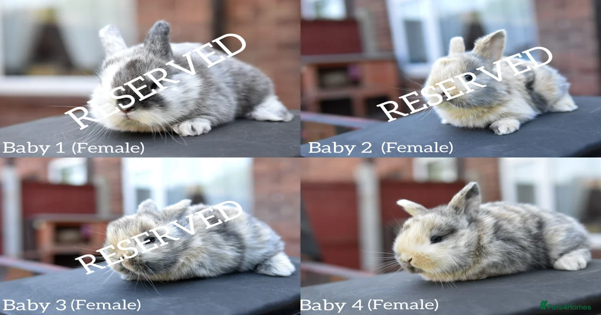 Lionhead Rabbits for sale | Pets4Homes
