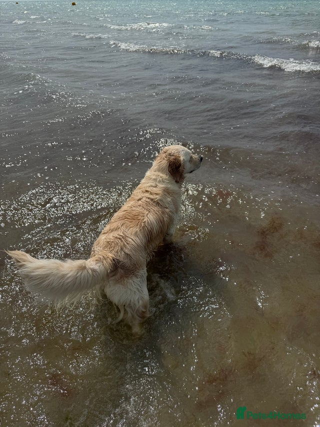 We are looking for a male golden retriever stud for stud in Sutton ...