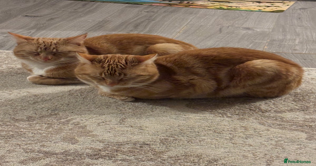 2 male ginger cats for sale in Winchester | Pets4Homes
