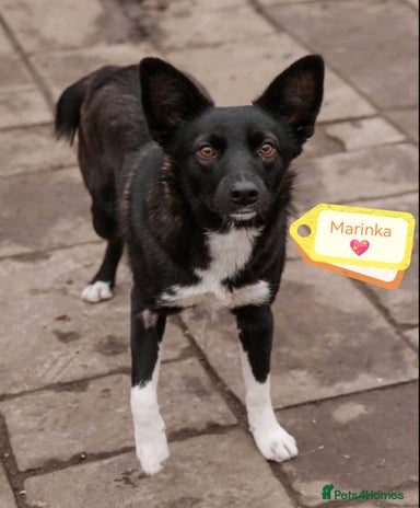 Free Dogs for adoption | Pets4Homes