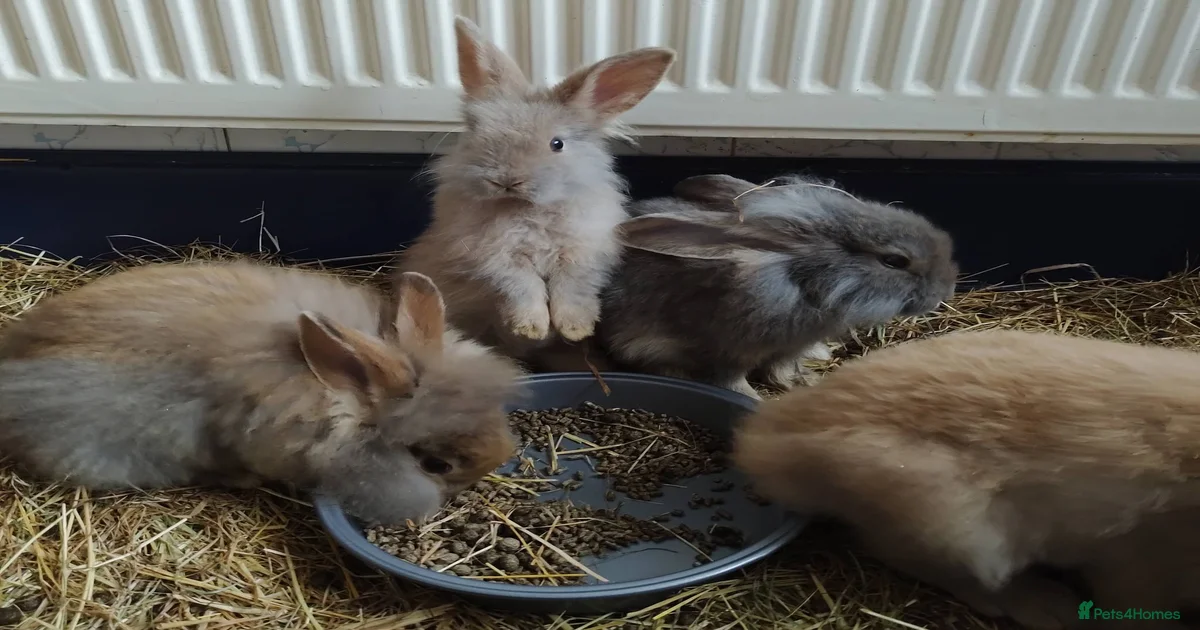 Rabbits for Sale for sale in Arnold, Nottinghamshire | Pets4Homes