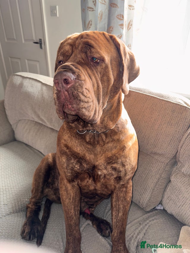 Rufus cross breed of mastiff for sale in Lowestoft | Pets4Homes