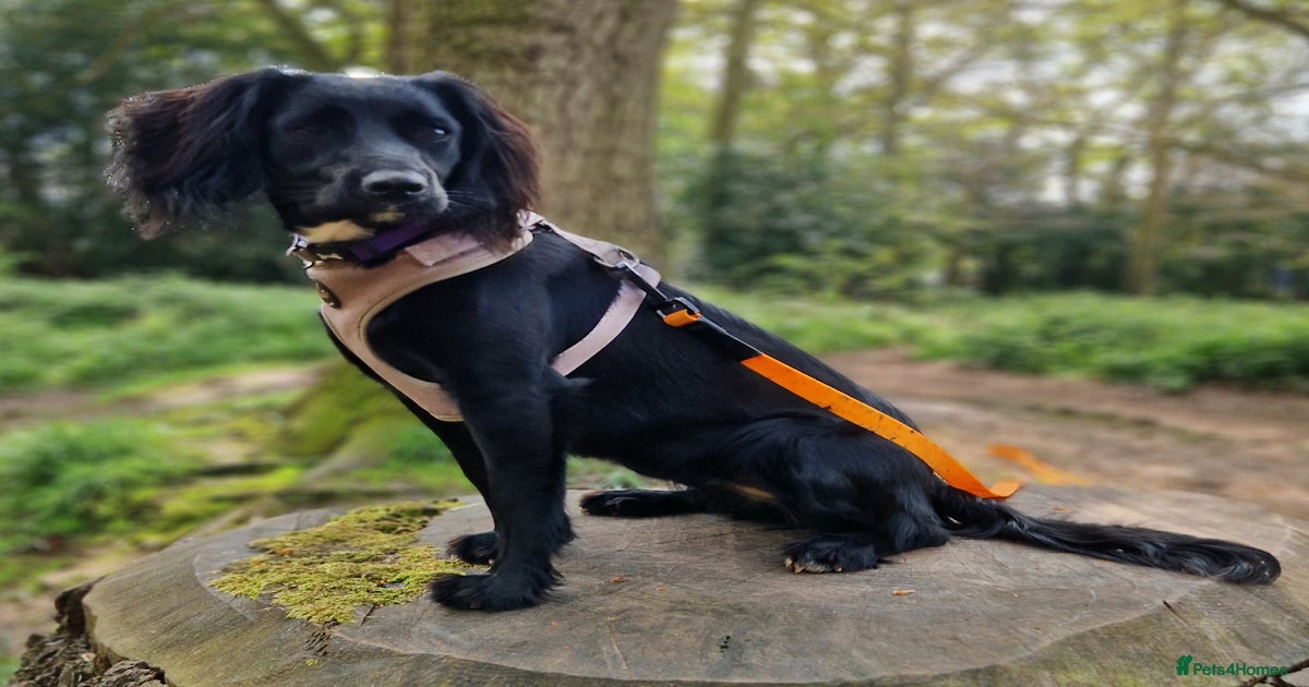 9 month old working Cocker Spaniel x Lab for sale in Ottery Saint Mary ...