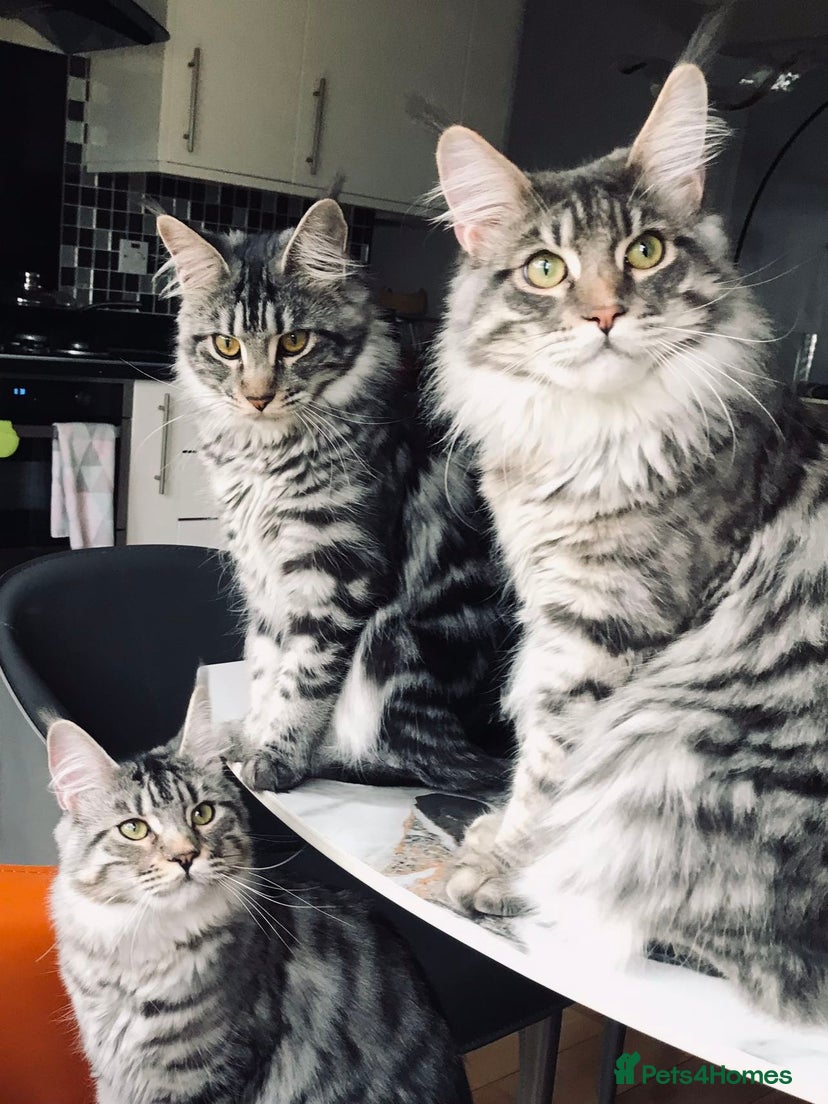 Silver tabby Kittens for sale | Pets4Homes