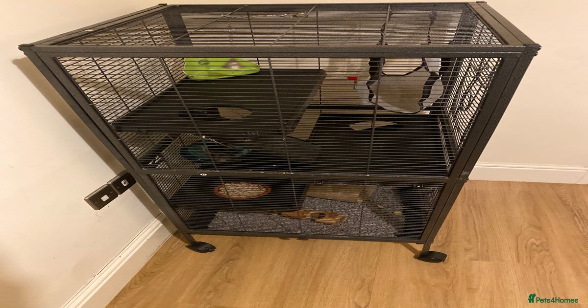 2 male rats - aged 7 months for sale in Wymondham | Pets4Homes