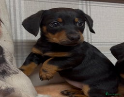 Jack russell Puppies for sale | Pets4Homes